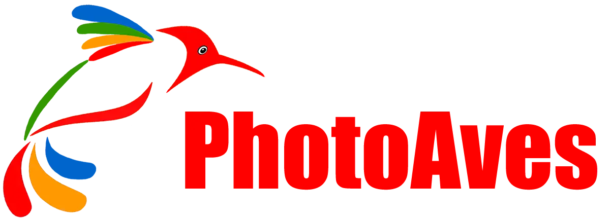 Atobá-pardo - (Sula Leucogaster) - PhotoAves